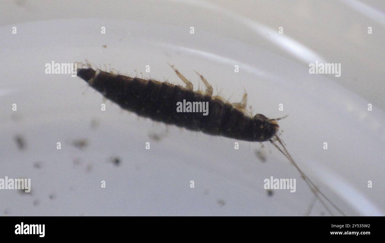 Marsh Beetles (Scirtidae) Insecta Stock Photo - Alamy