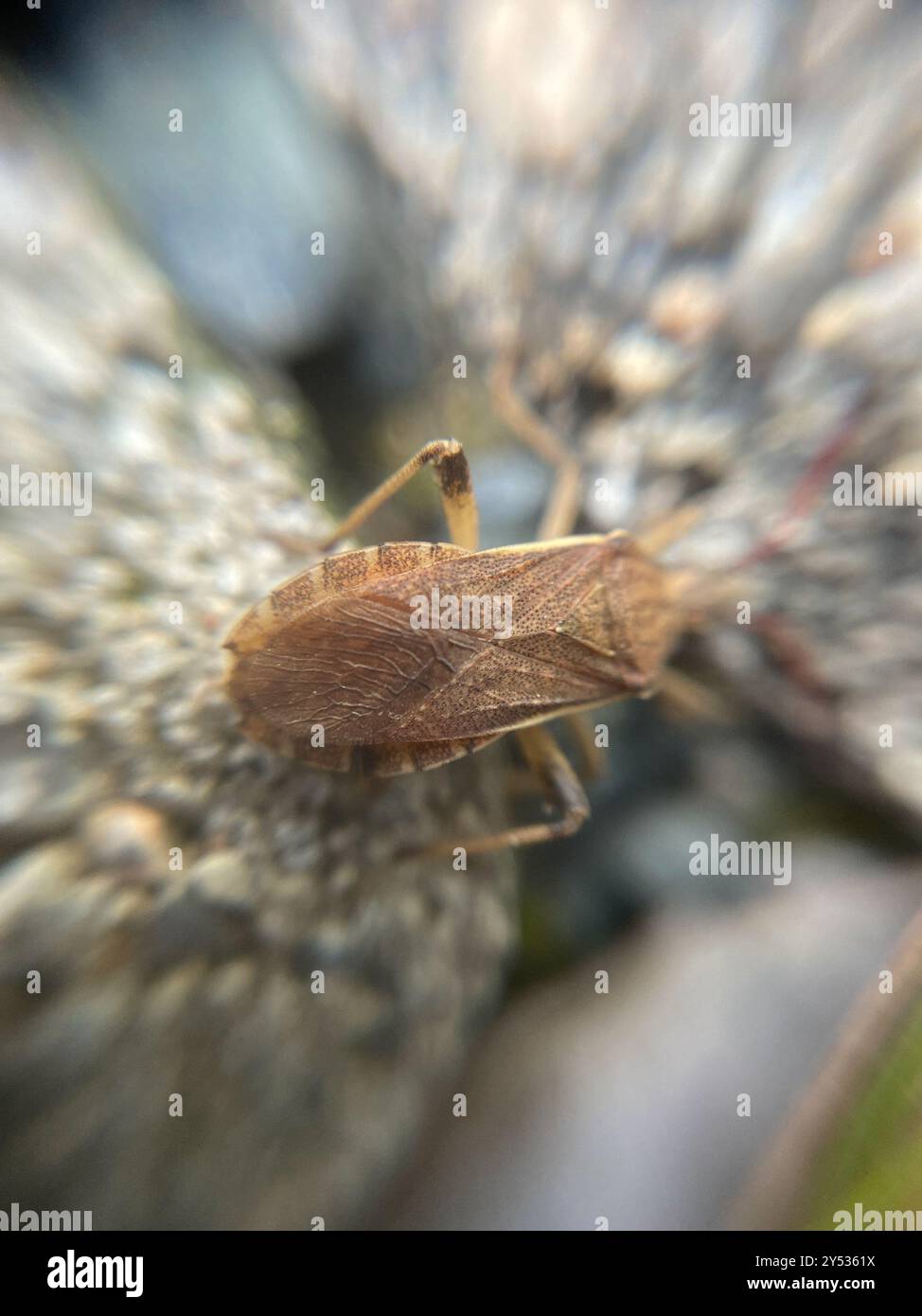 Slender-horned Leatherbug (Ceraleptus lividus) Insecta Stock Photo - Alamy