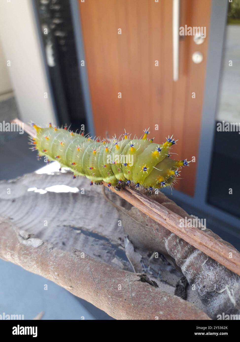 Emperor Gum Moth (Opodiphthera eucalypti) Insecta Stock Photo - Alamy