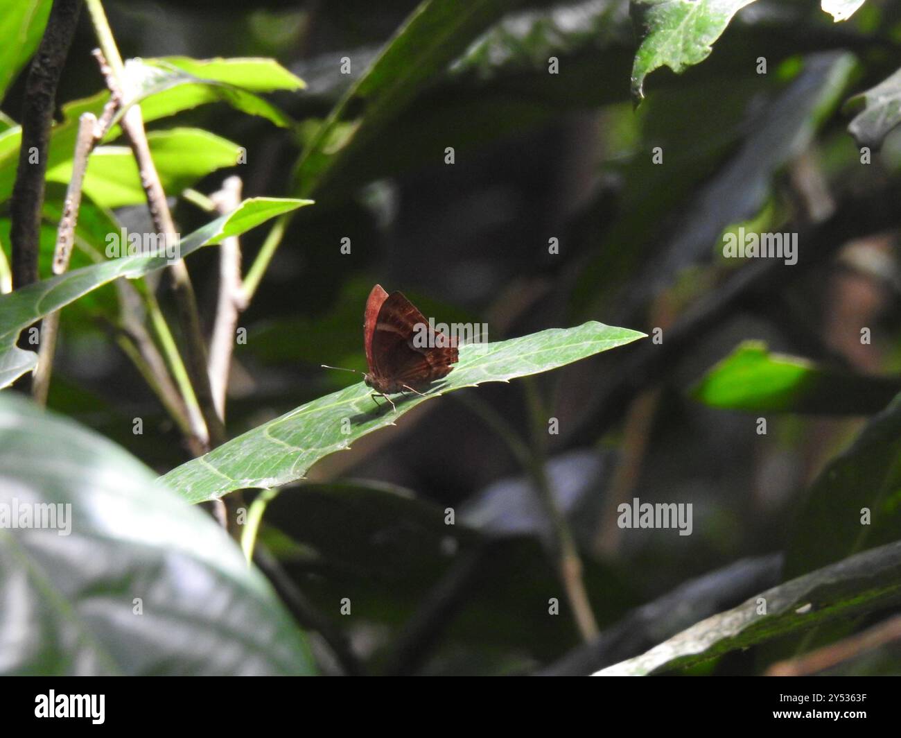 Abisara hi-res stock photography and images - Alamy