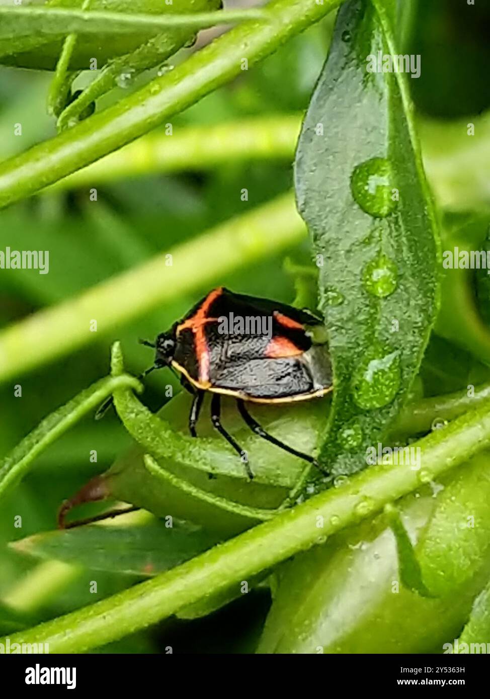Twice-stabbed Stink Bug (Cosmopepla lintneriana) Insecta Stock Photo ...