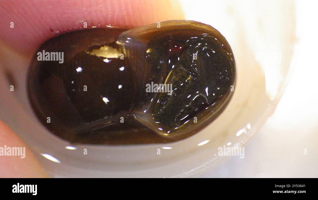 Great Ram's-horn (Planorbarius corneus) Mollusca Stock Photo - Alamy