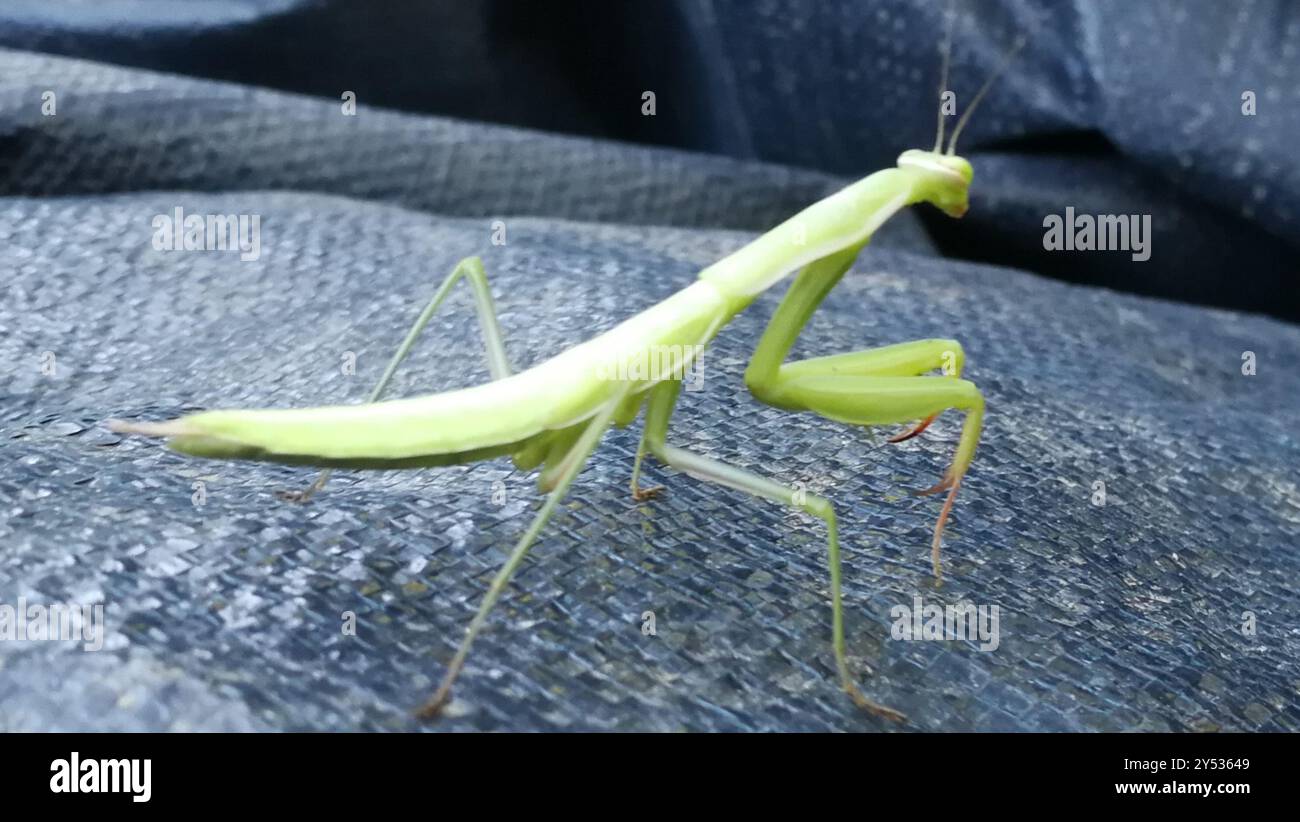 European Mantis (Mantis religiosa) Insecta Stock Photo - Alamy