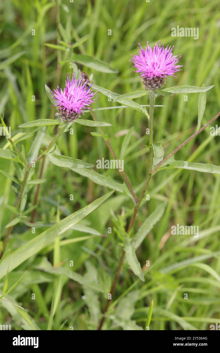 black knapweed (Centaurea nigra) Plantae Stock Photo - Alamy