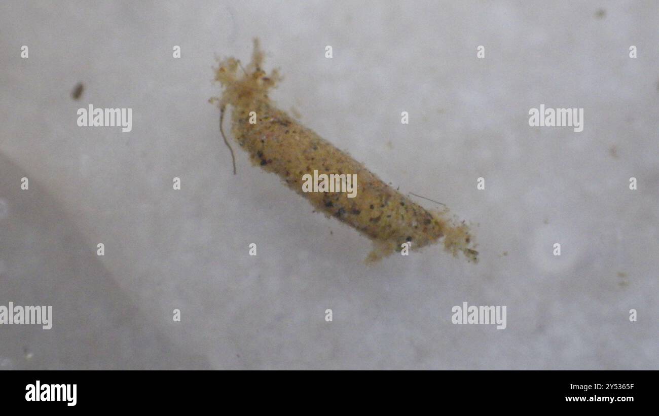 Microcaddisflies (Hydroptilidae) Insecta Stock Photo - Alamy