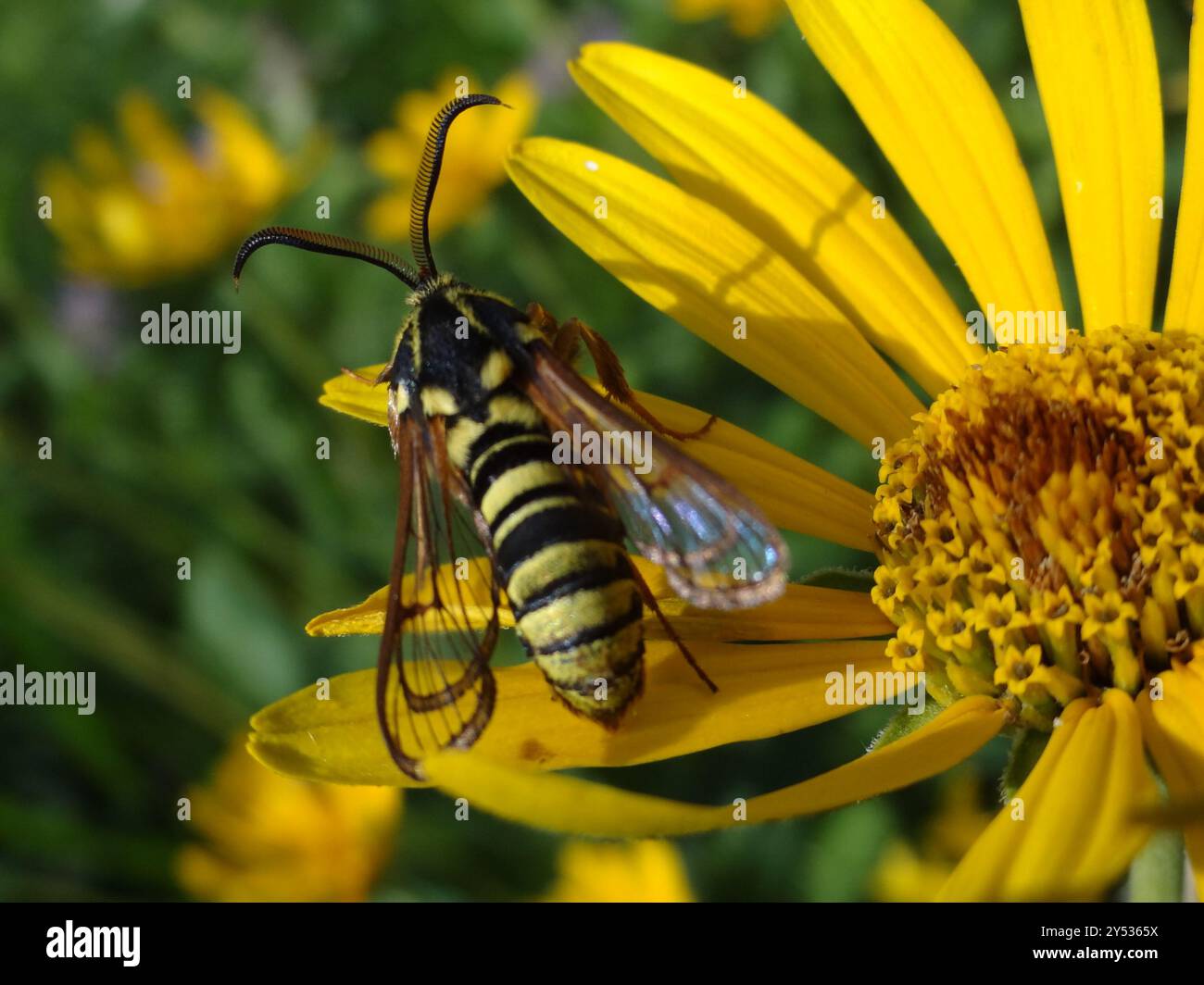 American Hornet Moth (Sesia tibiale) Insecta Stock Photo - Alamy