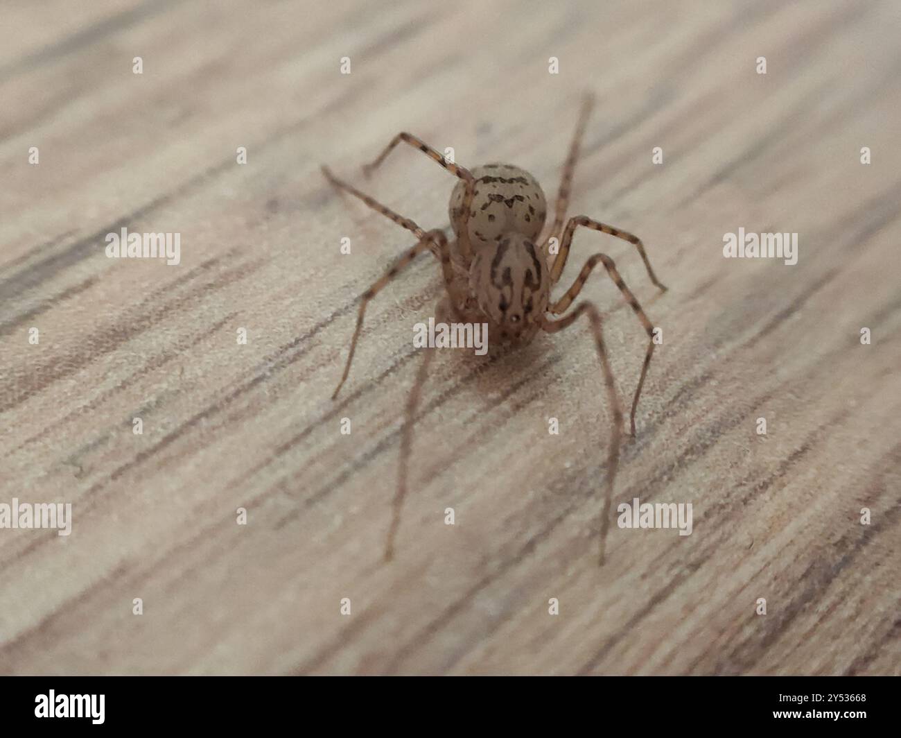 Common Spitting Spider (Scytodes thoracica) Arachnida Stock Photo - Alamy