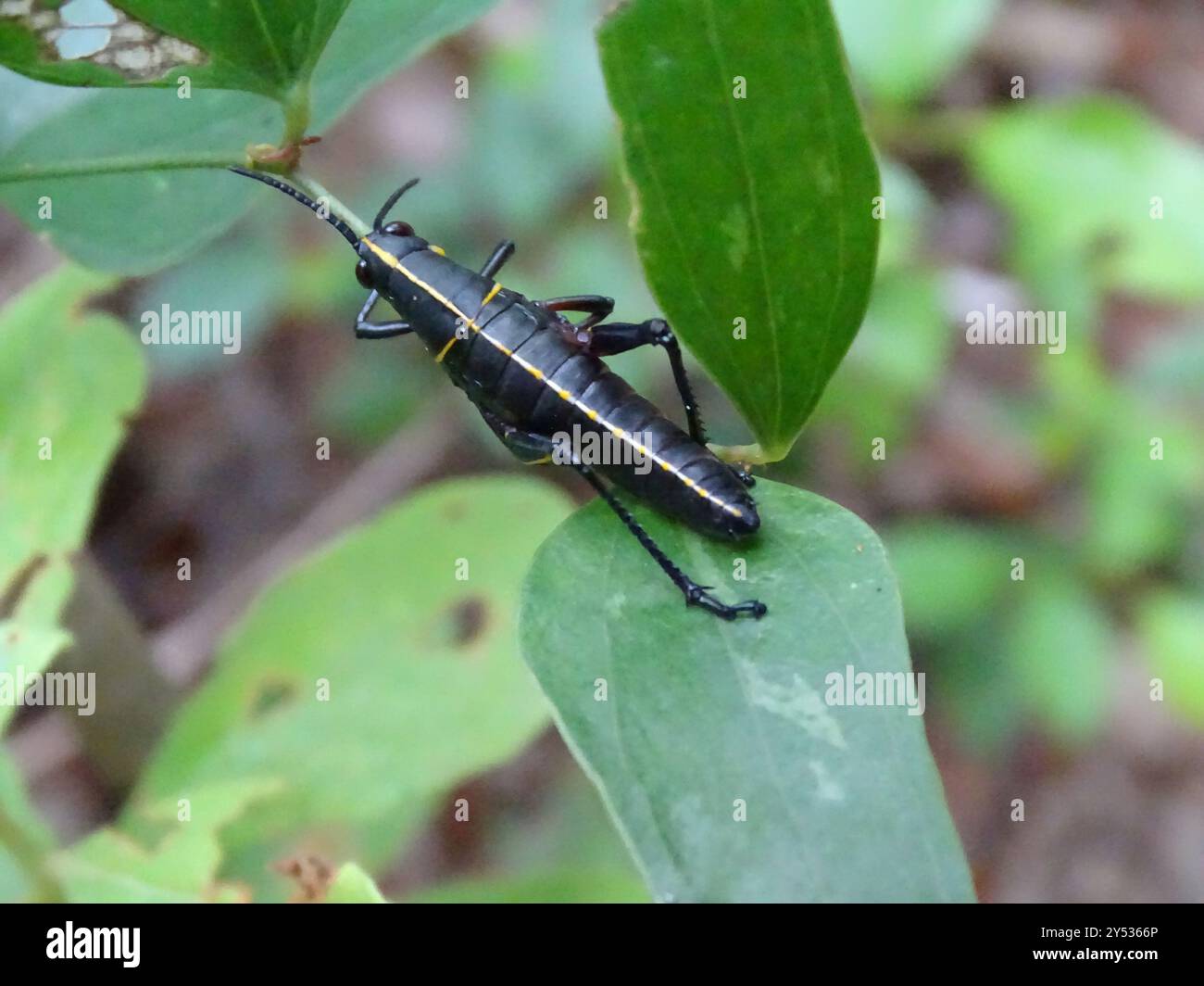 Eastern Lubber Grasshopper (Romalea microptera) Insecta Stock Photo - Alamy