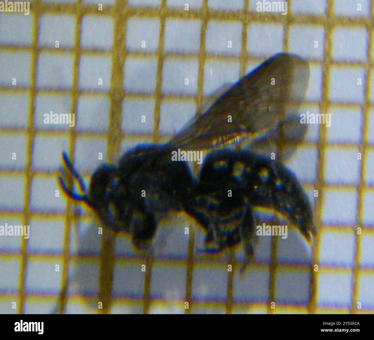 Spotted stelis bee hi-res stock photography and images - Alamy