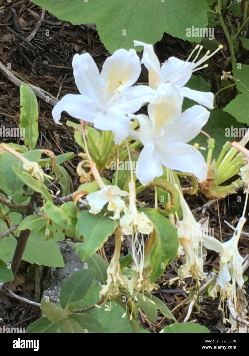 western azalea (Rhododendron occidentale) Plantae Stock Photo - Alamy