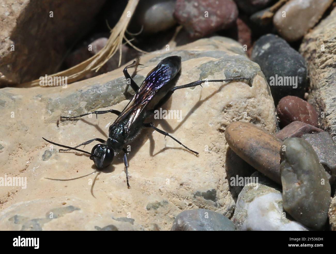 Blue Mud-dauber Wasps (Chalybion) Insecta Stock Photo - Alamy