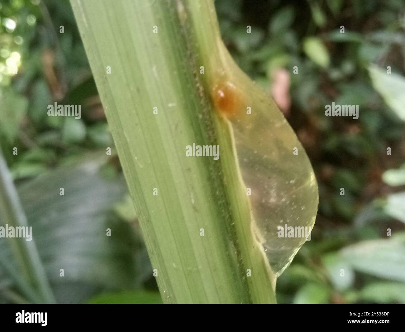 Toquilla palm hi-res stock photography and images - Alamy