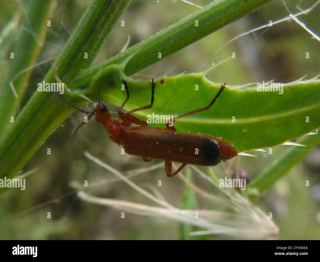 Common Red Soldier Beetle (Rhagonycha fulva) Insecta Stock Photo - Alamy