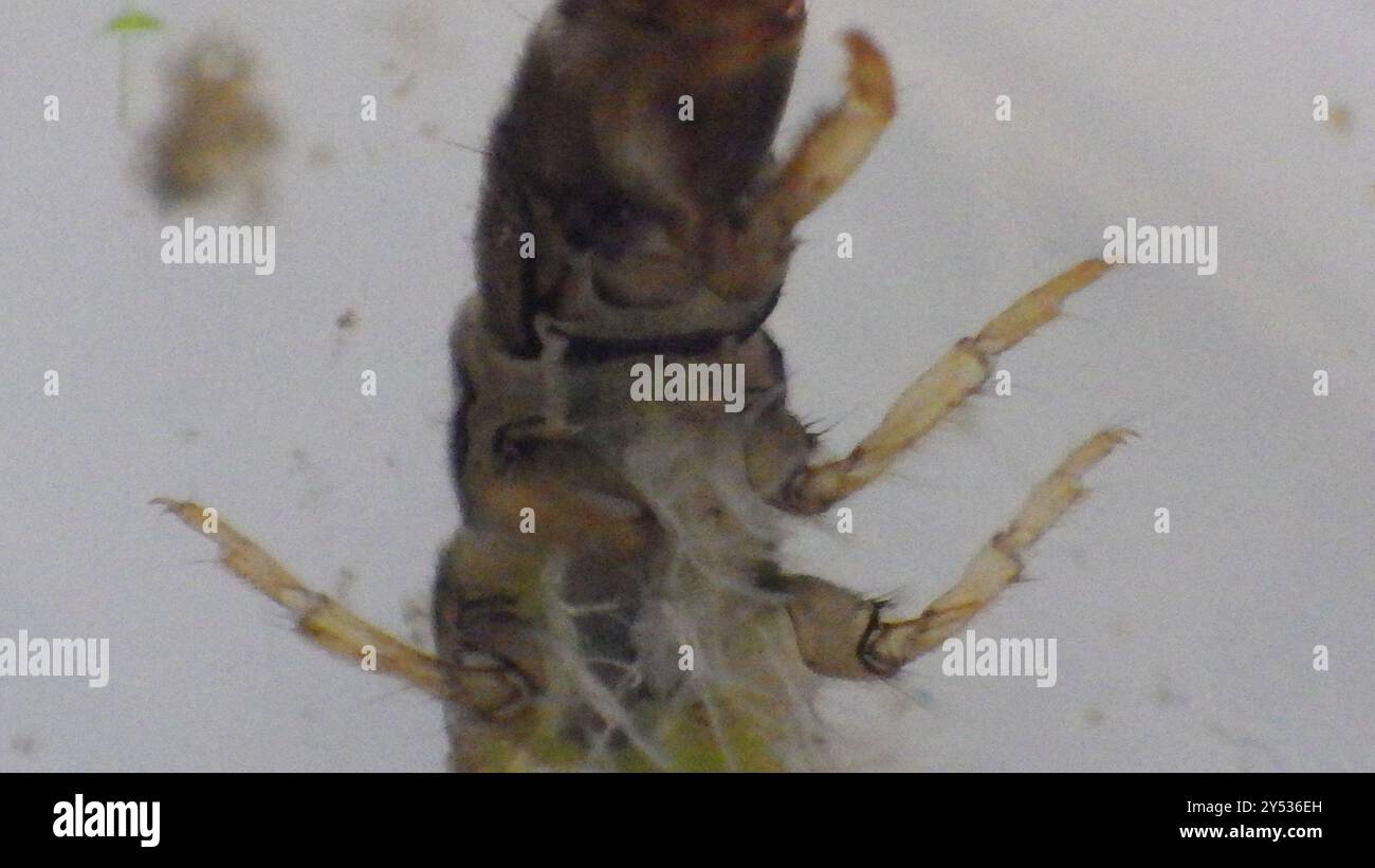 Net-spinning Caddisflies (Hydropsychidae) Insecta Stock Photo - Alamy