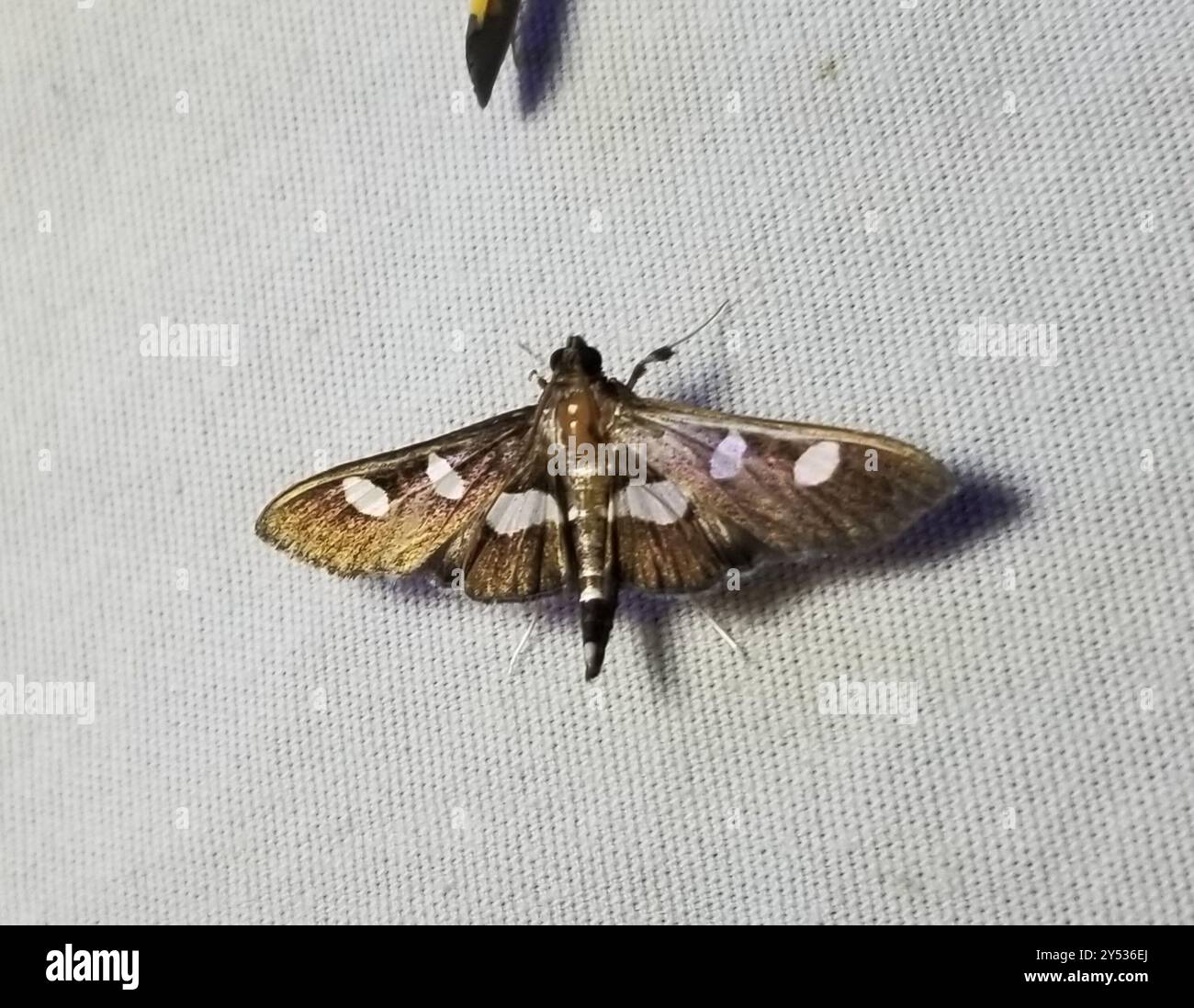 Grape Leaffolder and Leafroller Moths (Desmia funeralis) Insecta Stock ...