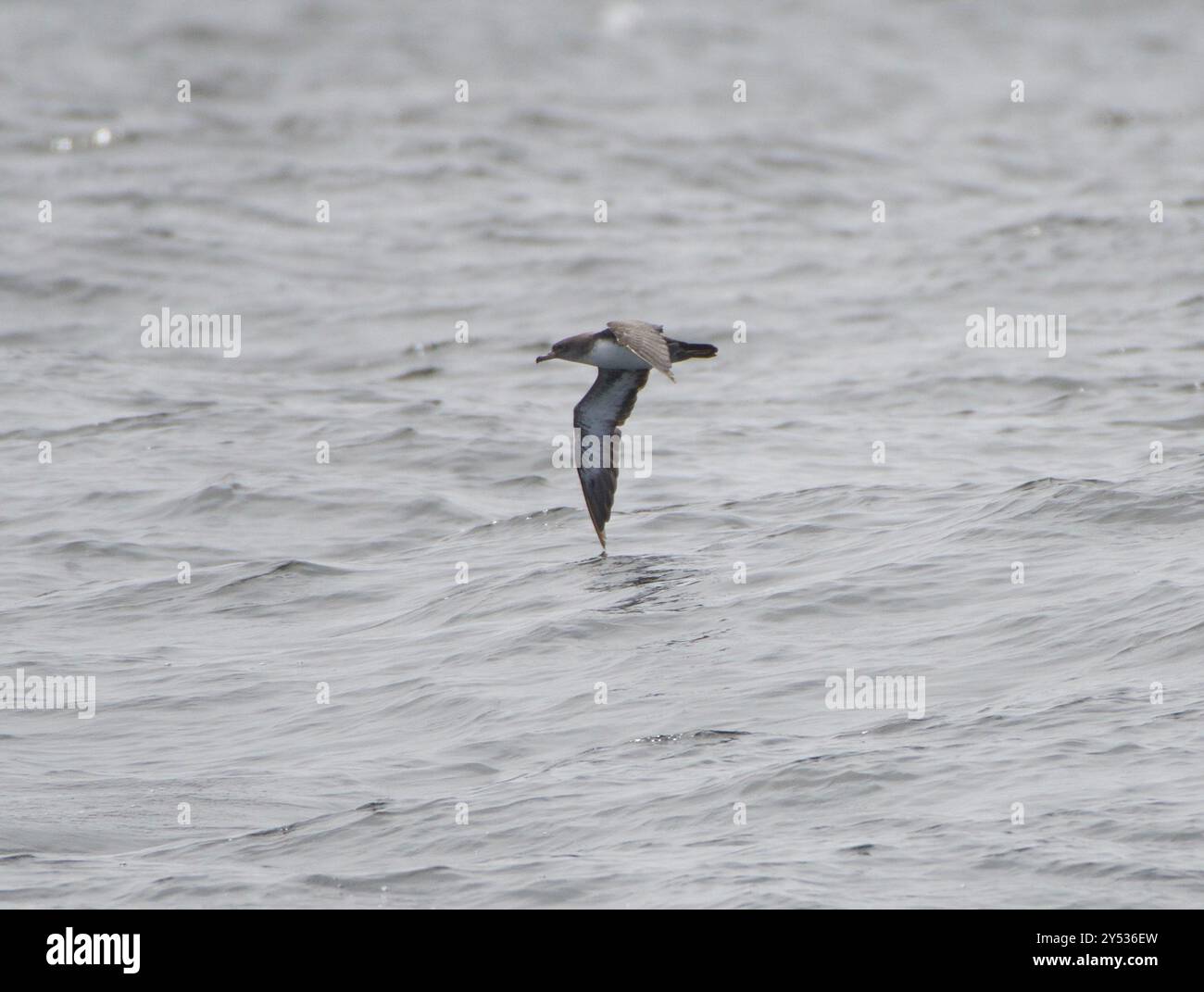 Pink-footed Shearwater (Ardenna creatopus) Aves Stock Photo - Alamy