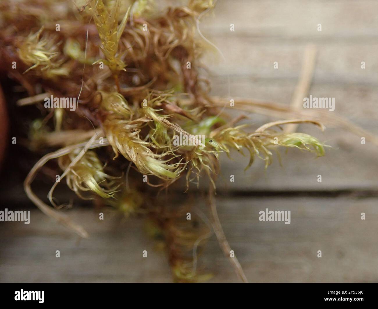 Sickle-leaved Hook-moss (Sanionia uncinata) Plantae Stock Photo - Alamy