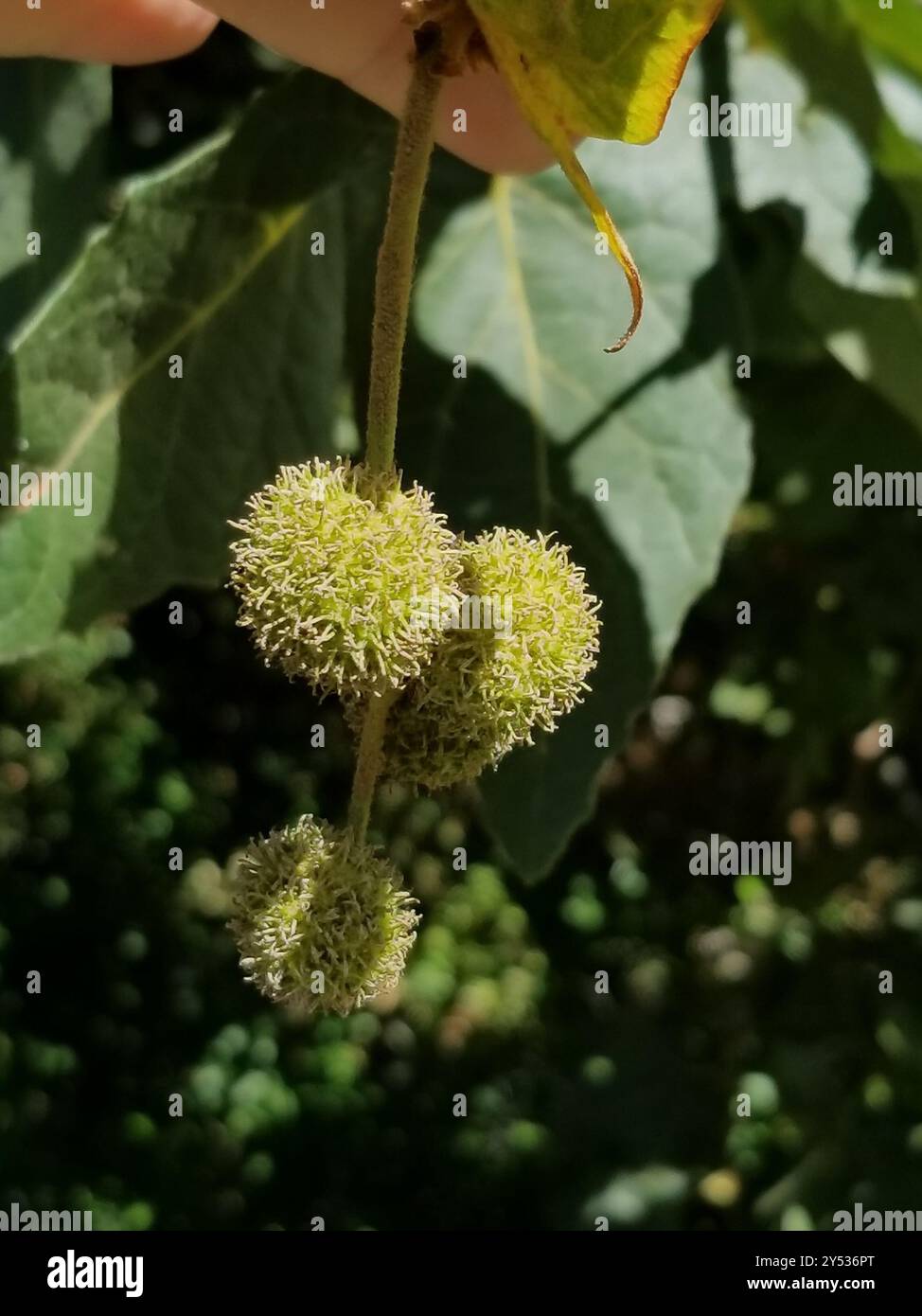 western sycamore (Platanus racemosa) Plantae Stock Photo - Alamy