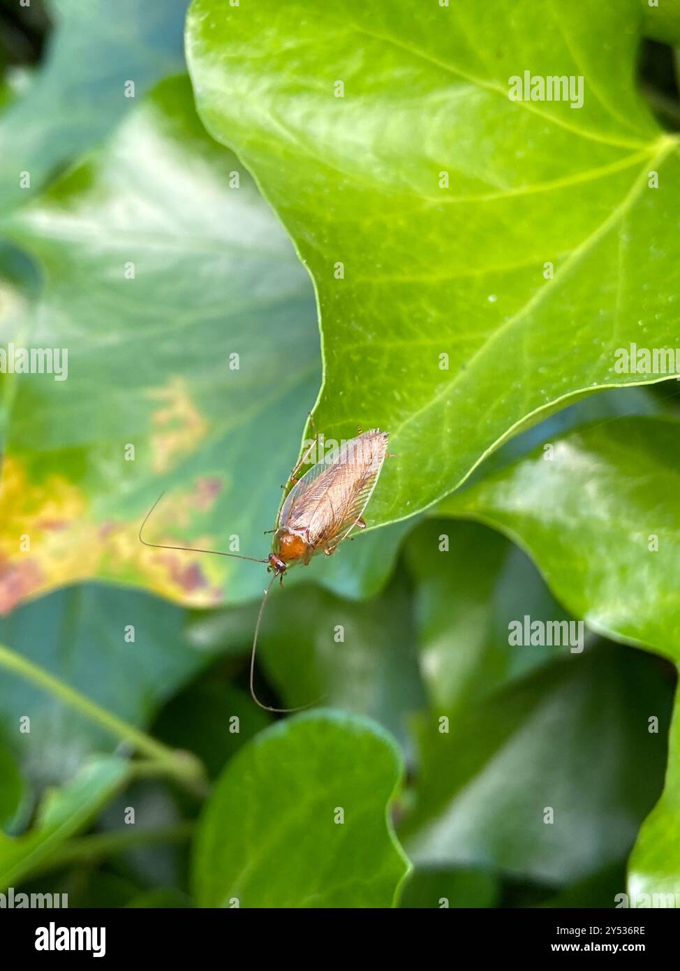 Amber Wood Cockroach (Ectobius vittiventris) Insecta Stock Photo - Alamy