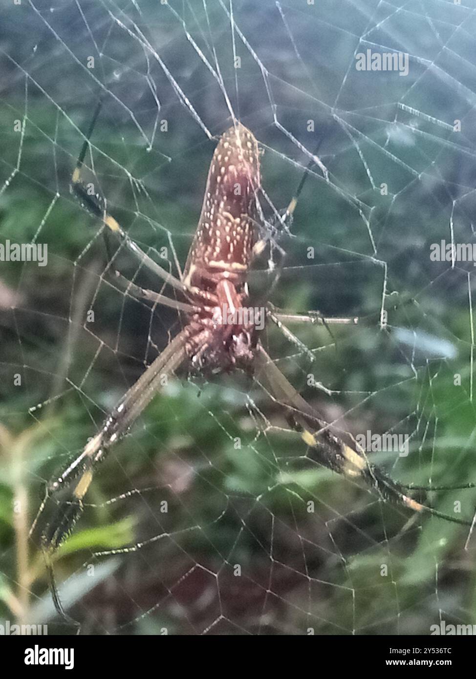 Golden Silk Spider (Trichonephila clavipes) Arachnida Stock Photo - Alamy
