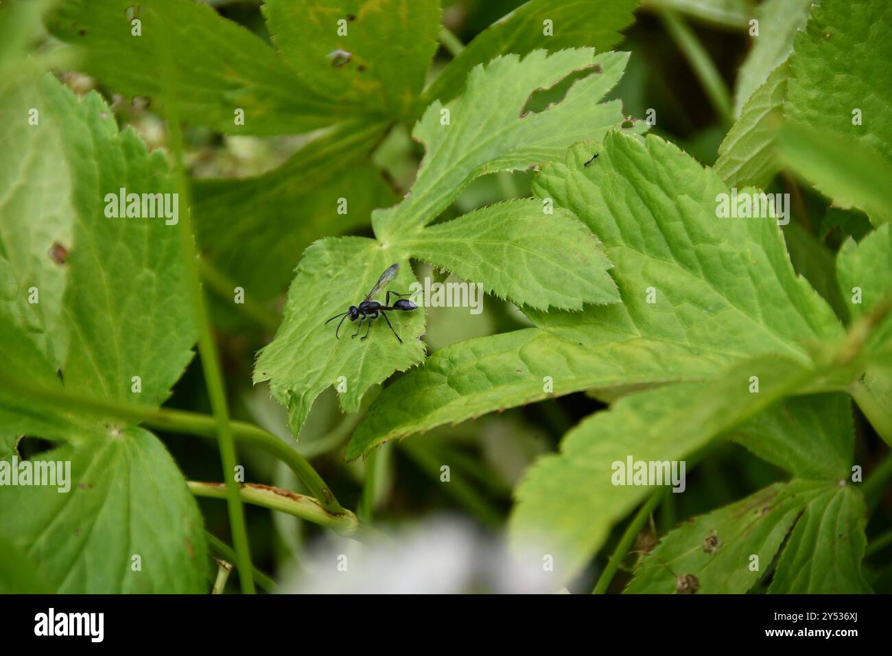 Mexican Grass-carrying Wasp (Isodontia mexicana) Insecta Stock Photo ...