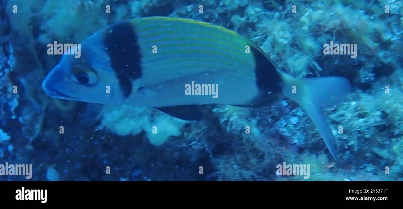 Common Two-banded Seabream (Diplodus vulgaris) Actinopterygii Stock ...