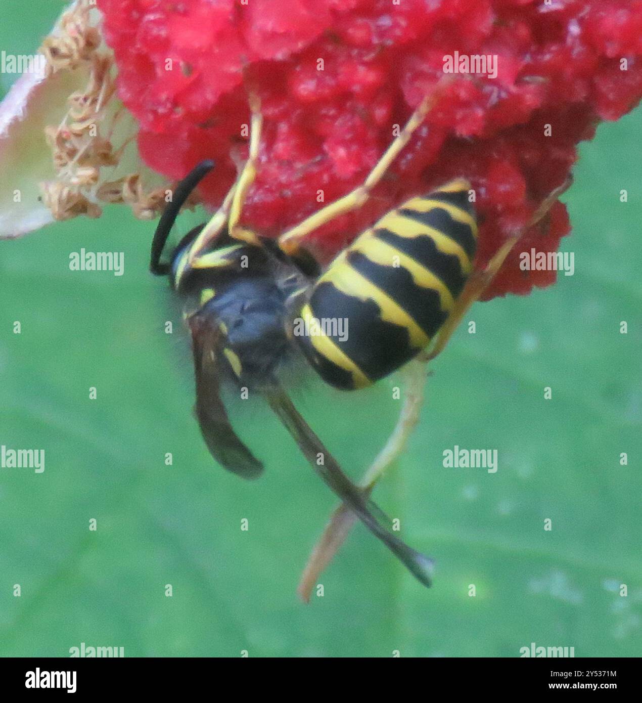 Alaska Yellowjacket (Vespula alascensis) Insecta Stock Photo - Alamy