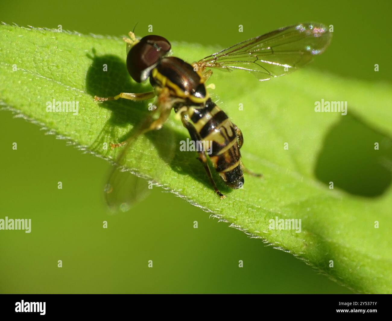 Eastern Calligrapher (Toxomerus geminatus) Insecta Stock Photo - Alamy