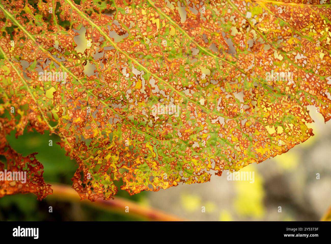 Leaf, Fall, Vine leaves image Stock Photo - Alamy