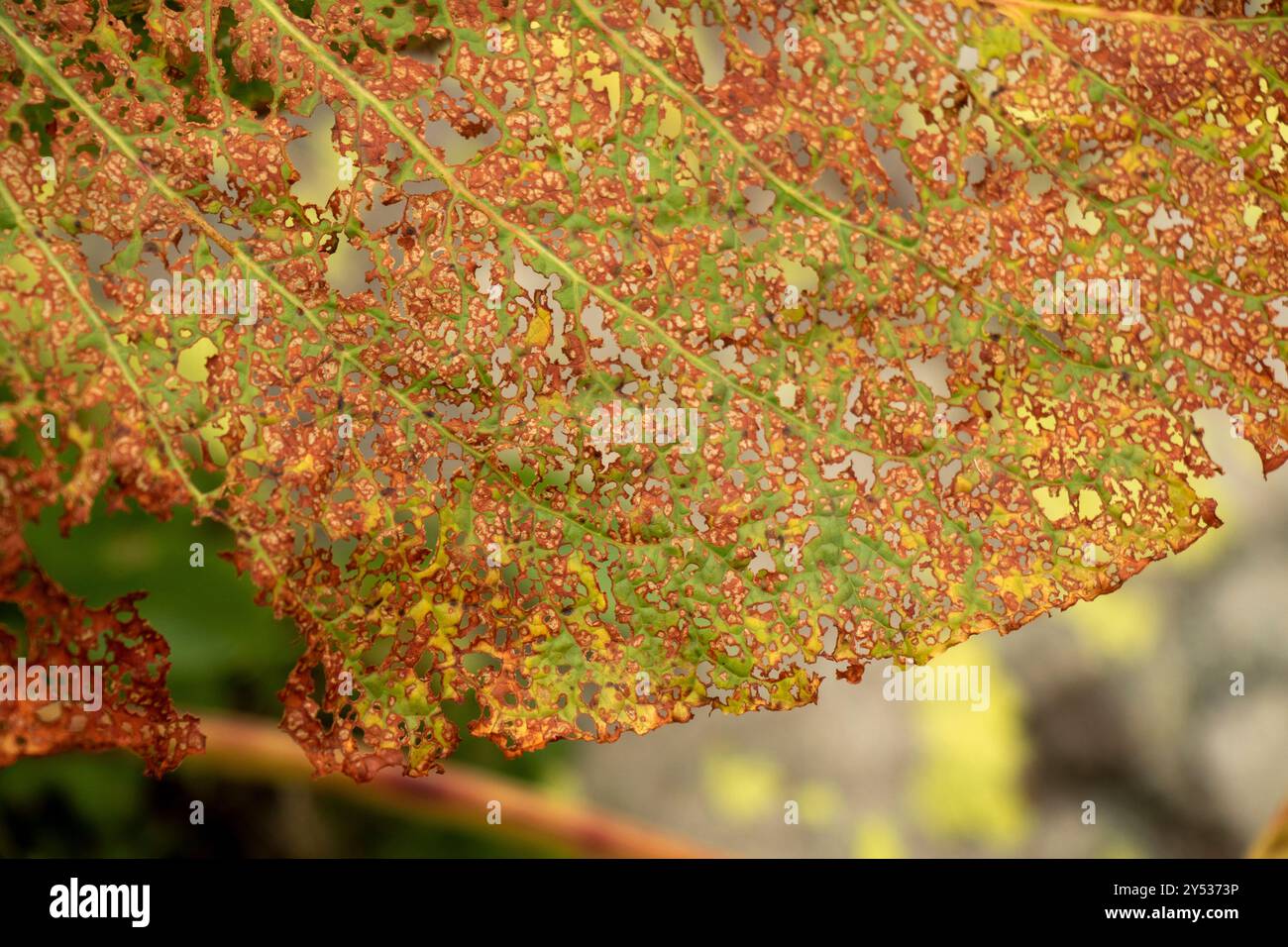 Leaf, Fall, Vine leaves image Stock Photo - Alamy