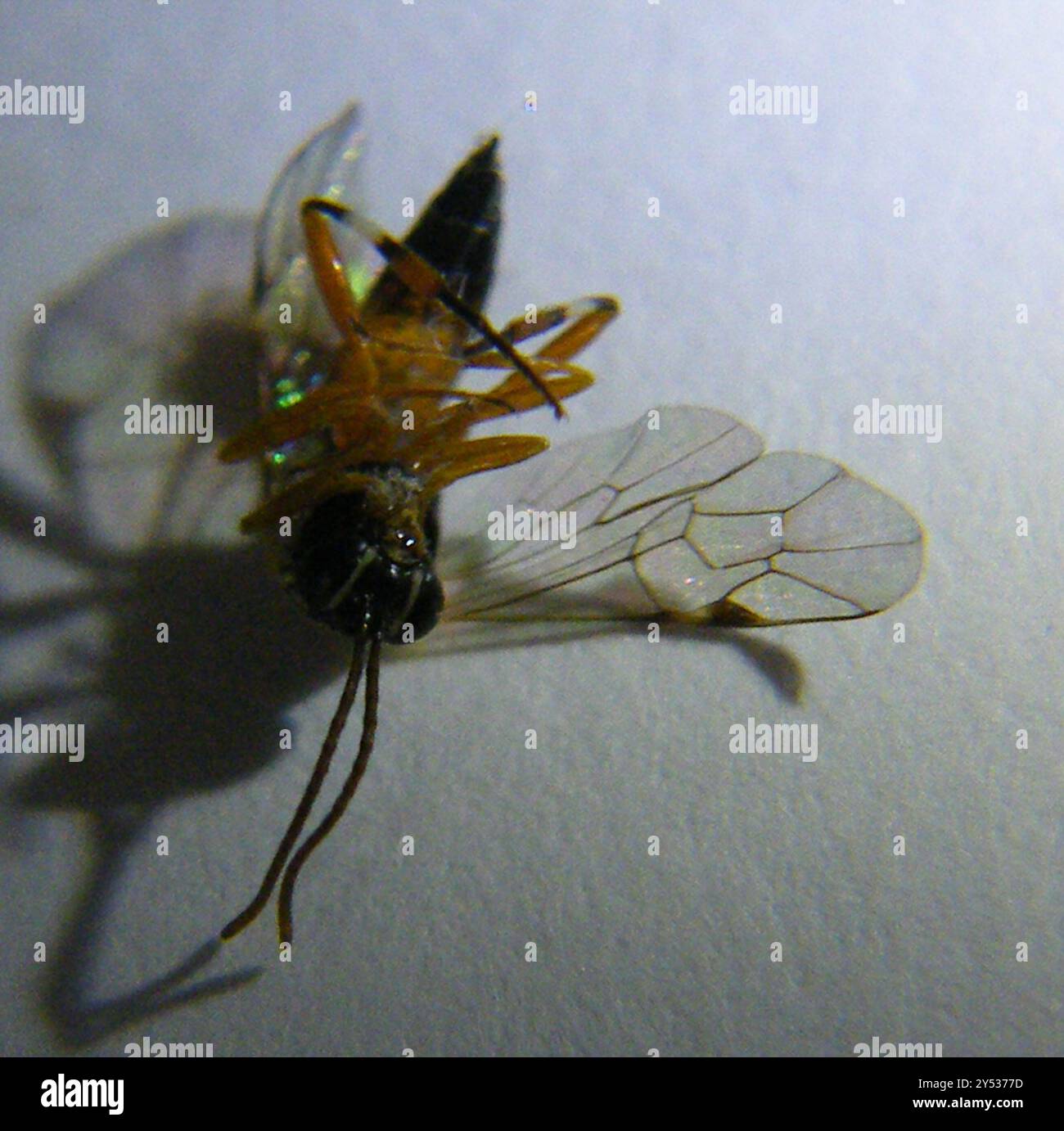 Common Hover Fly Parasitoid Wasp (Diplazon laetatorius) Insecta Stock ...