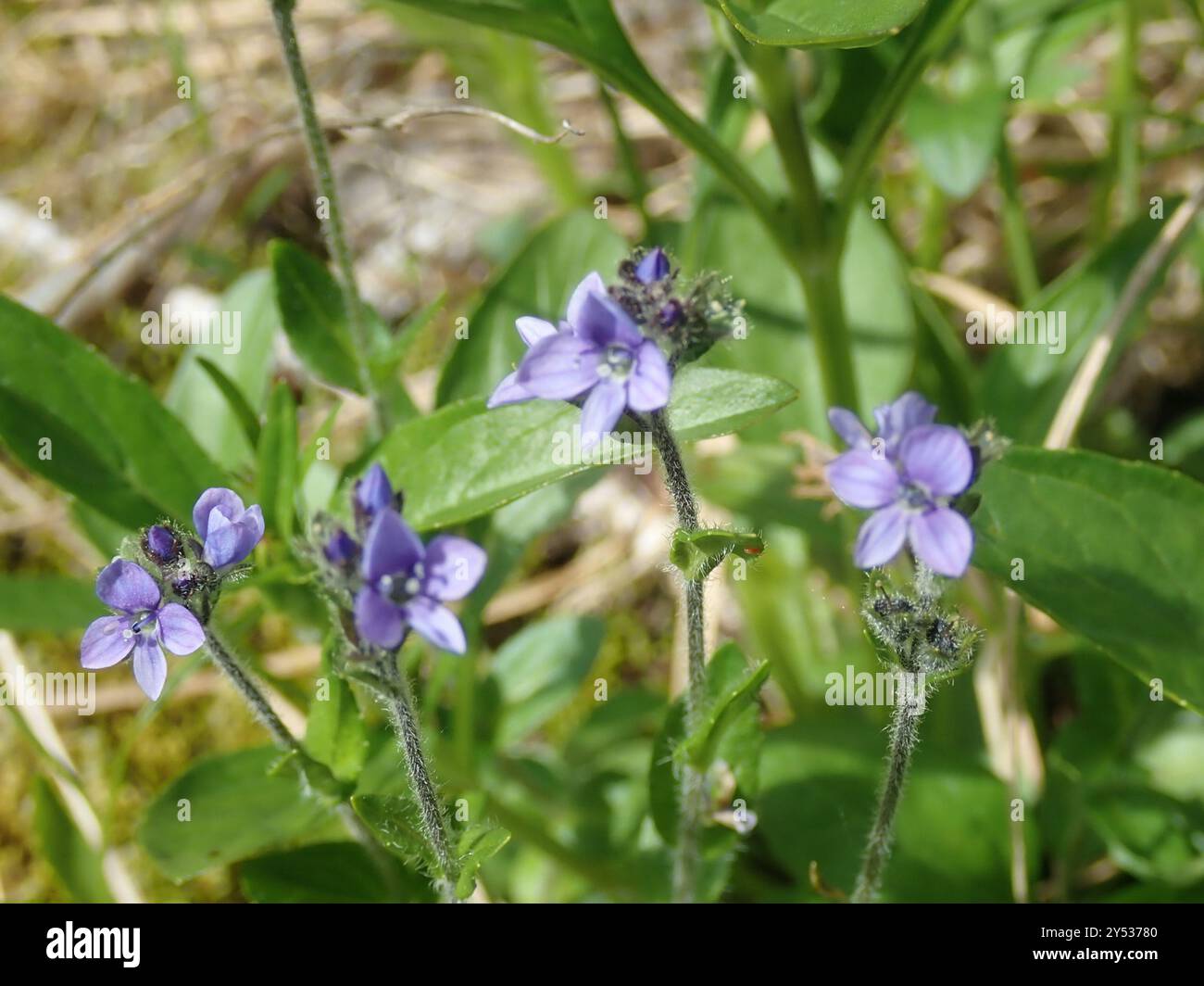 American alpine speedwell (Veronica wormskjoldii) Plantae Stock Photo ...