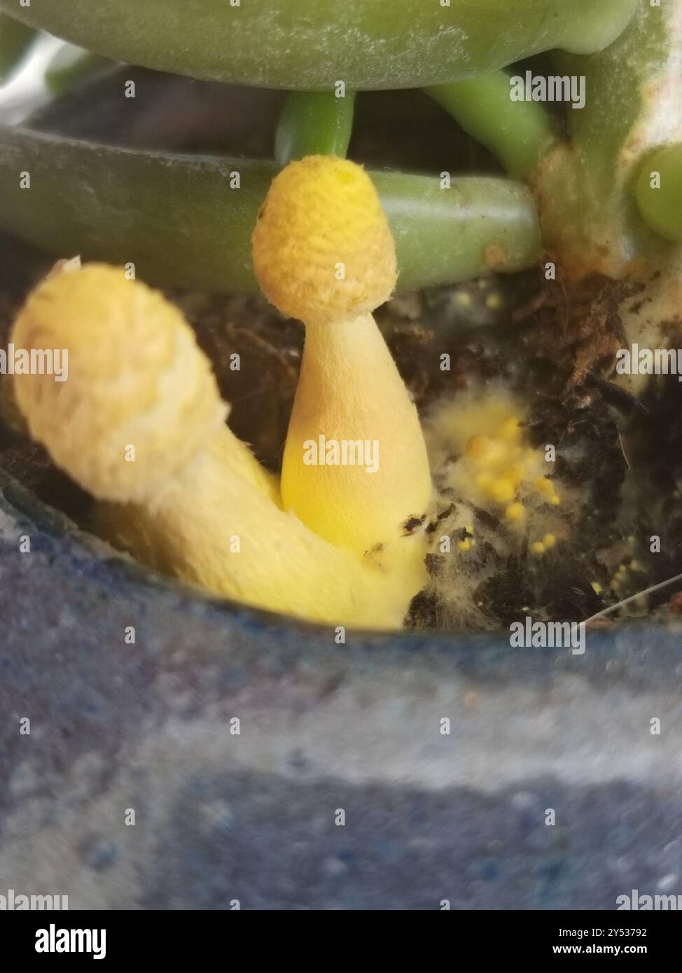 flowerpot parasol (Leucocoprinus birnbaumii) Fungi Stock Photo - Alamy