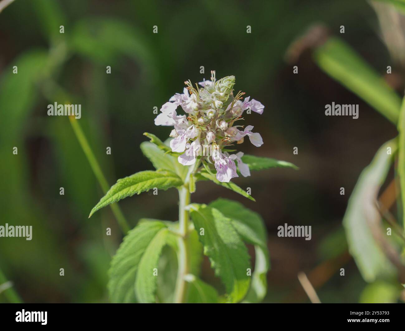 American germander (Teucrium canadense) Plantae Stock Photo - Alamy