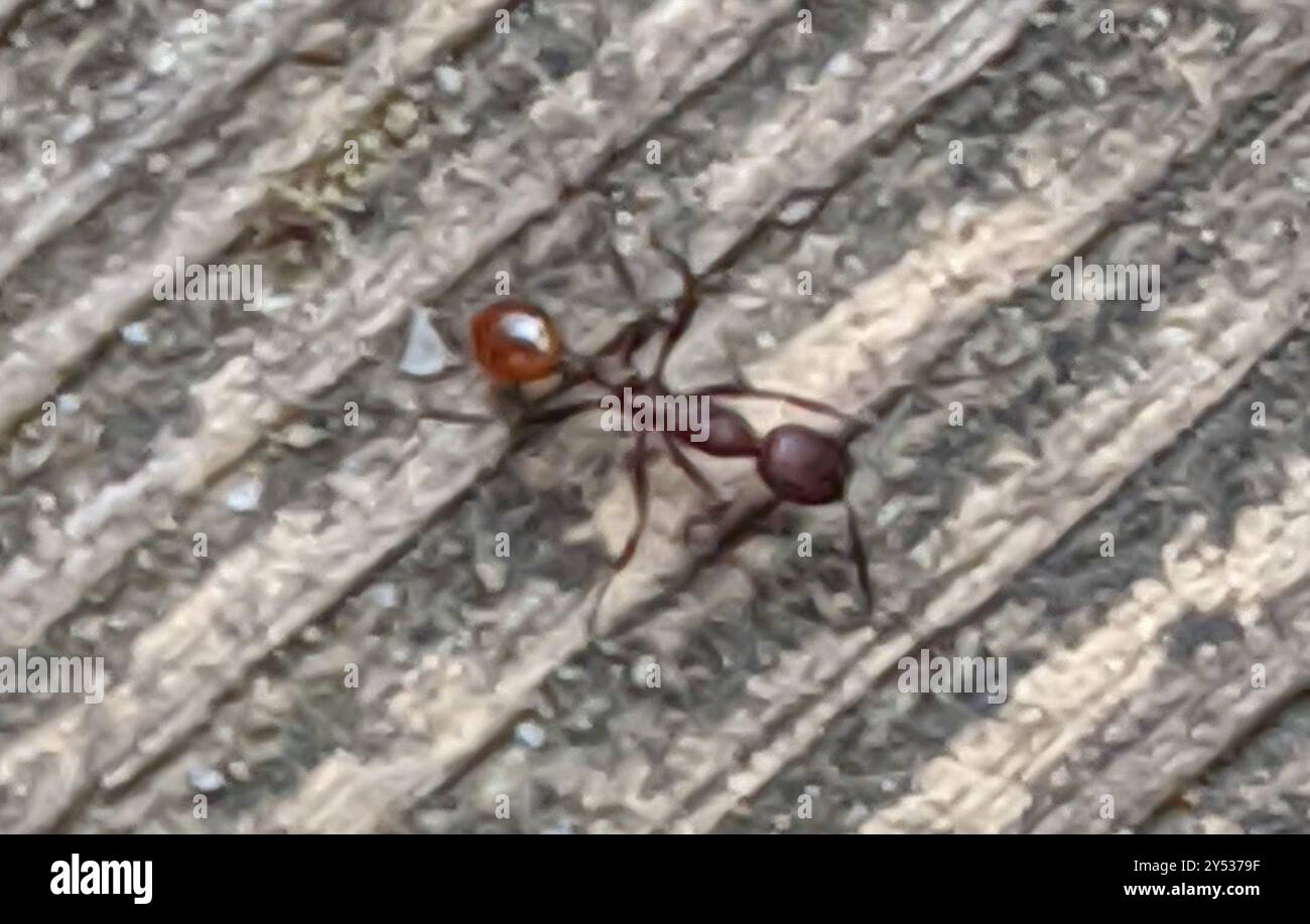 Notched Collared Ant (Aphaenogaster lamellidens) Insecta Stock Photo ...