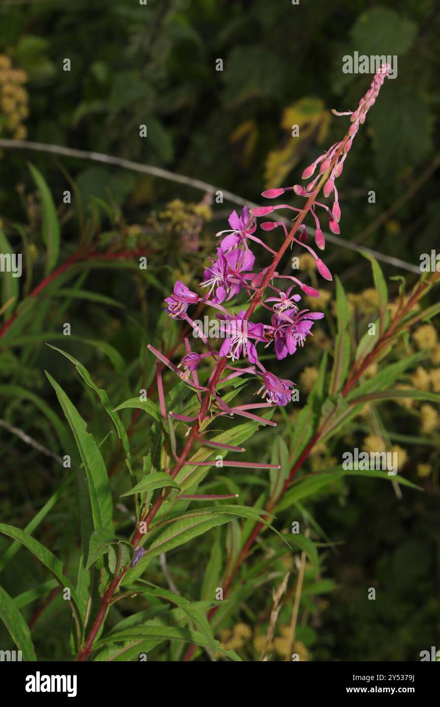 fireweed (Chamaenerion angustifolium) Plantae Stock Photo - Alamy
