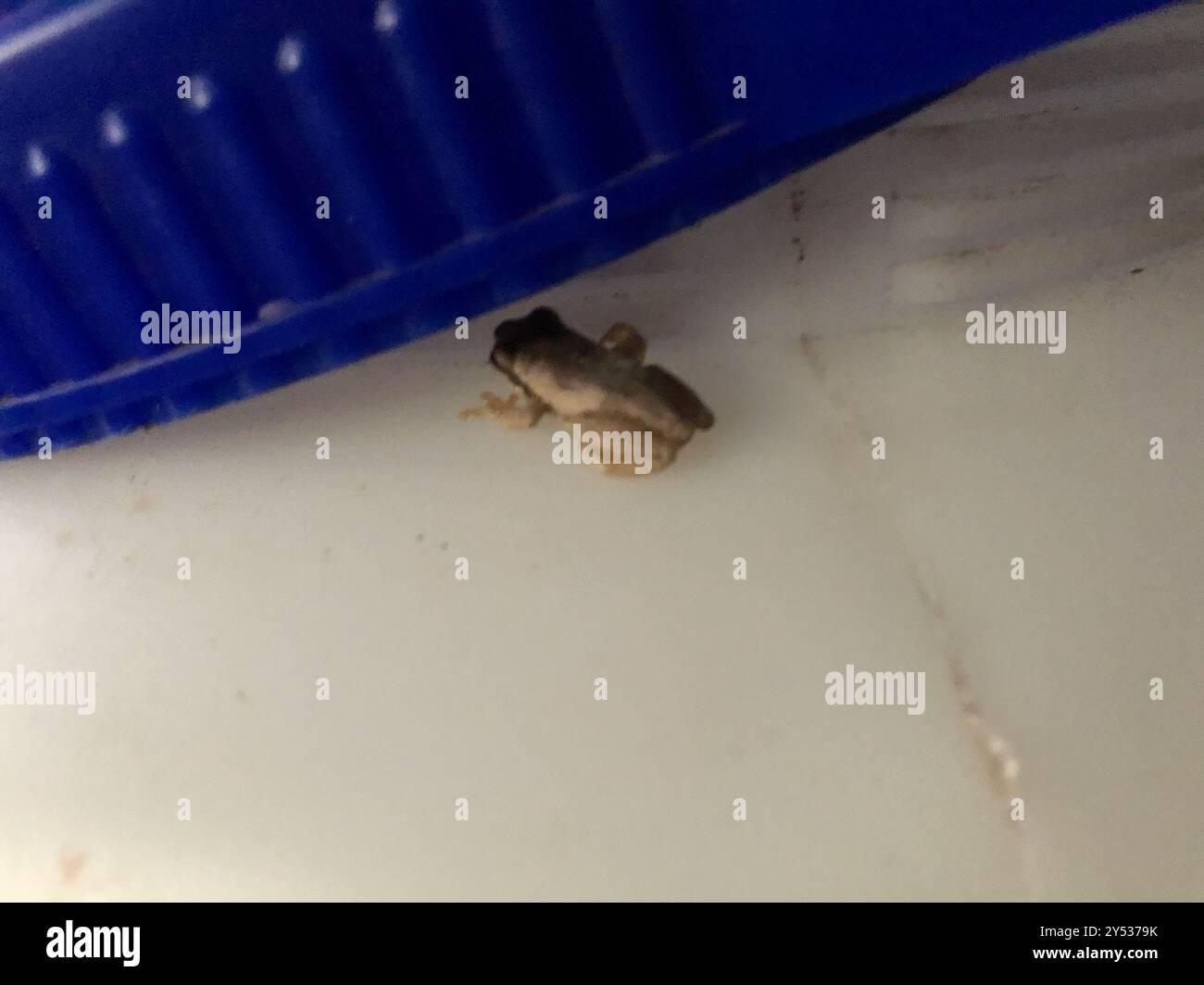 Bleating Tree Frog Complex (Litoria dentata) Amphibia Stock Photo - Alamy