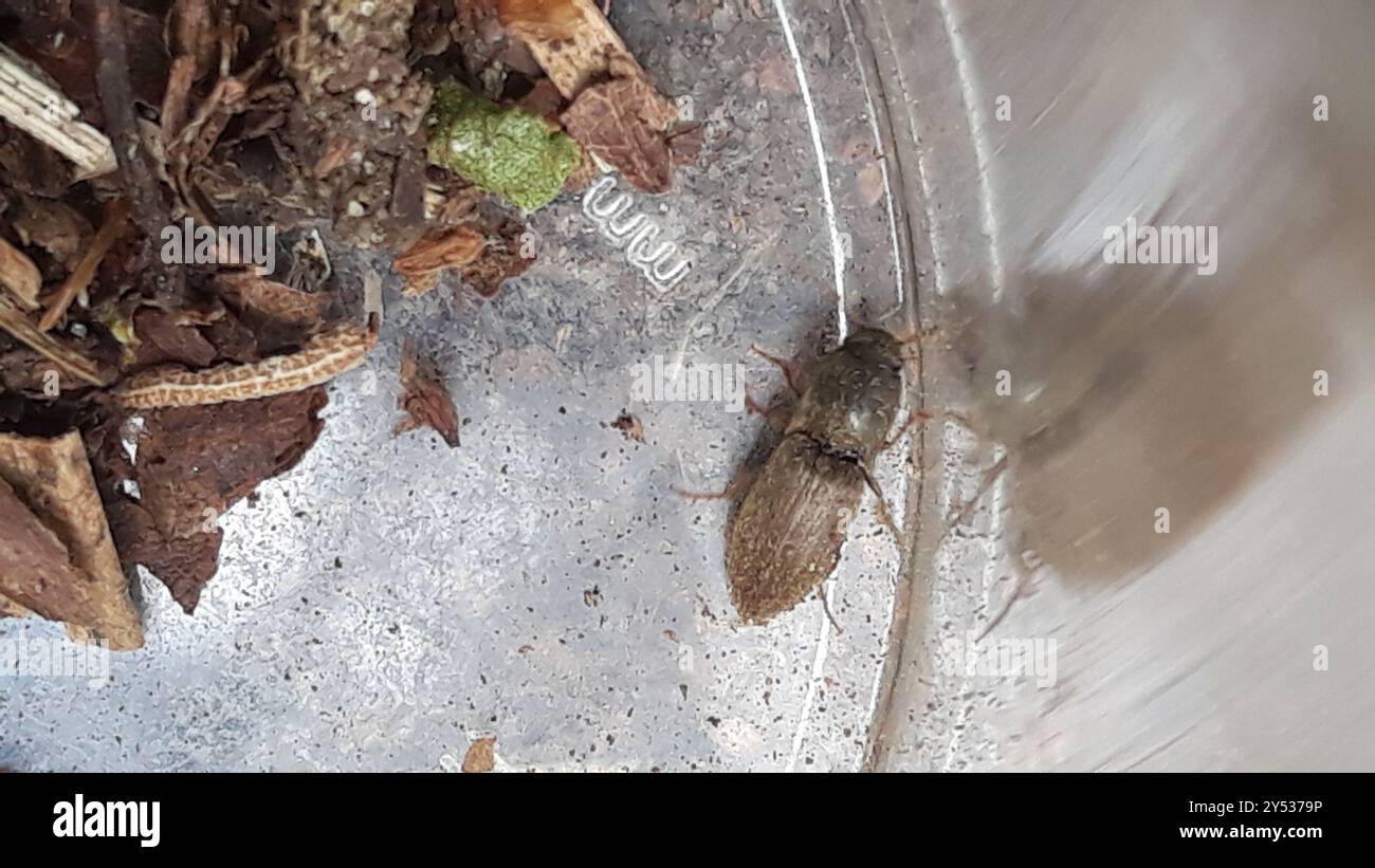 Click Beetles (Elateridae) Insecta Stock Photo - Alamy