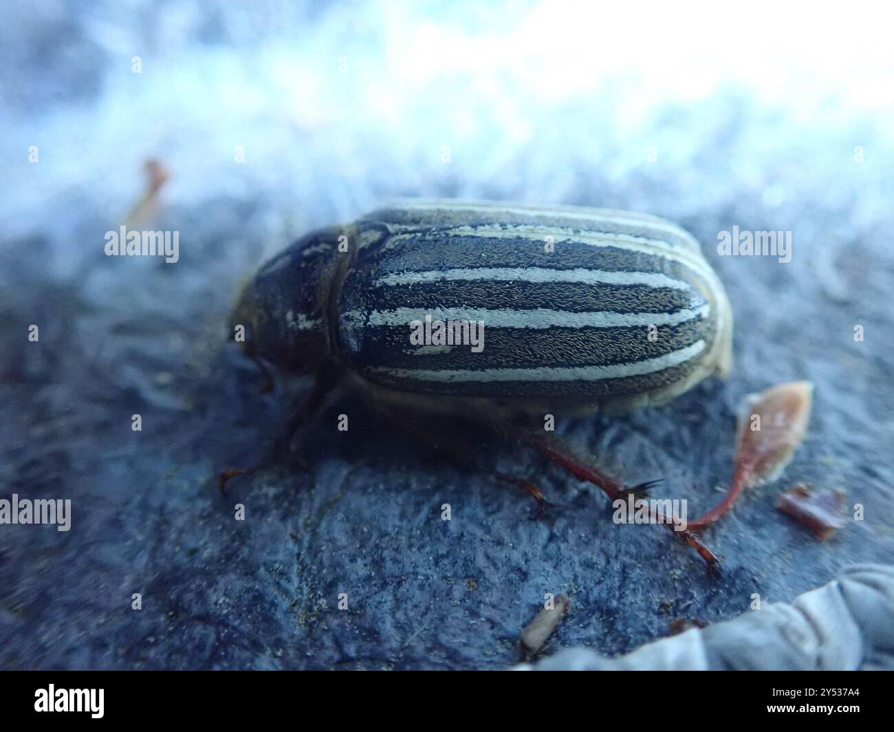 Long-haired June Beetle (Polyphylla crinita) Insecta Stock Photo - Alamy