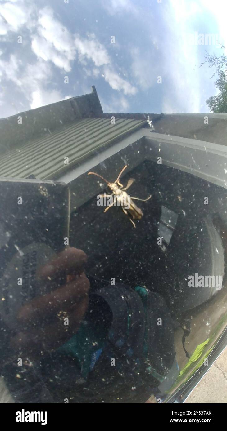 Ladder-marked Longhorn Beetle (Bellamira scalaris) Insecta Stock Photo ...