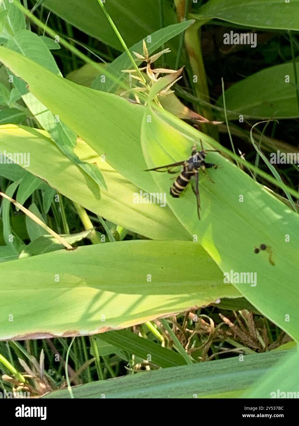 Clearwing Moths (Sesiidae) Insecta Stock Photo - Alamy