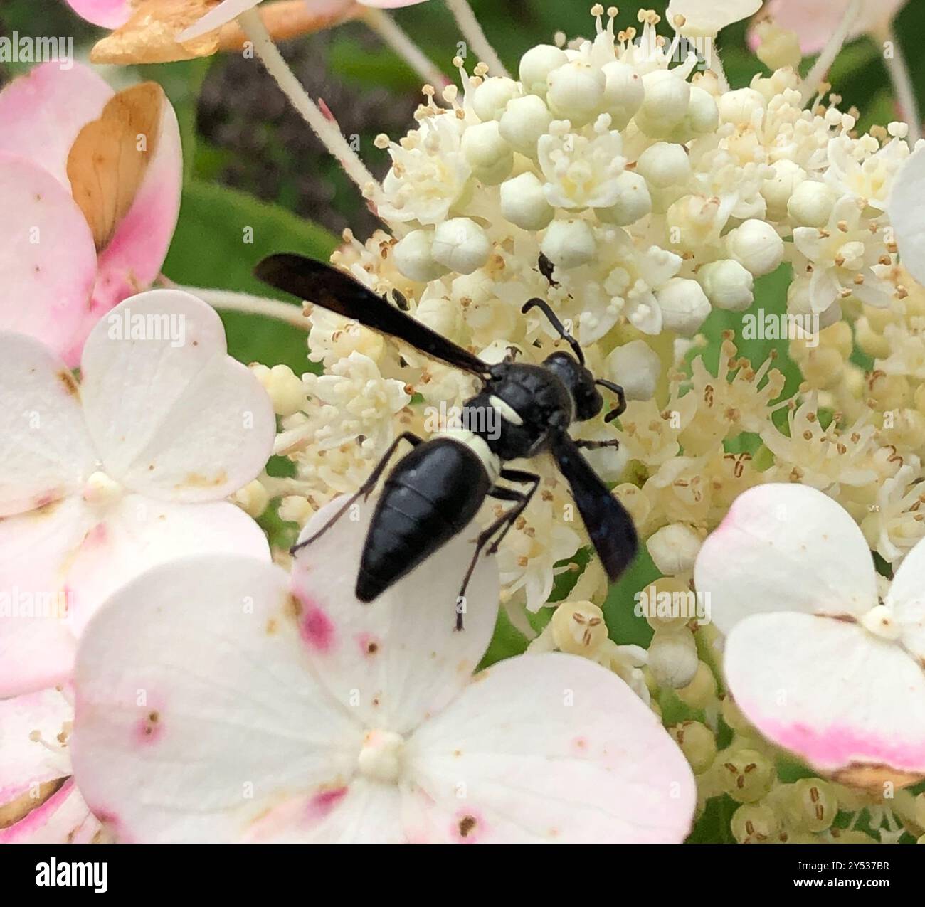 Four-toothed Mason Wasp (Monobia quadridens) Insecta Stock Photo - Alamy