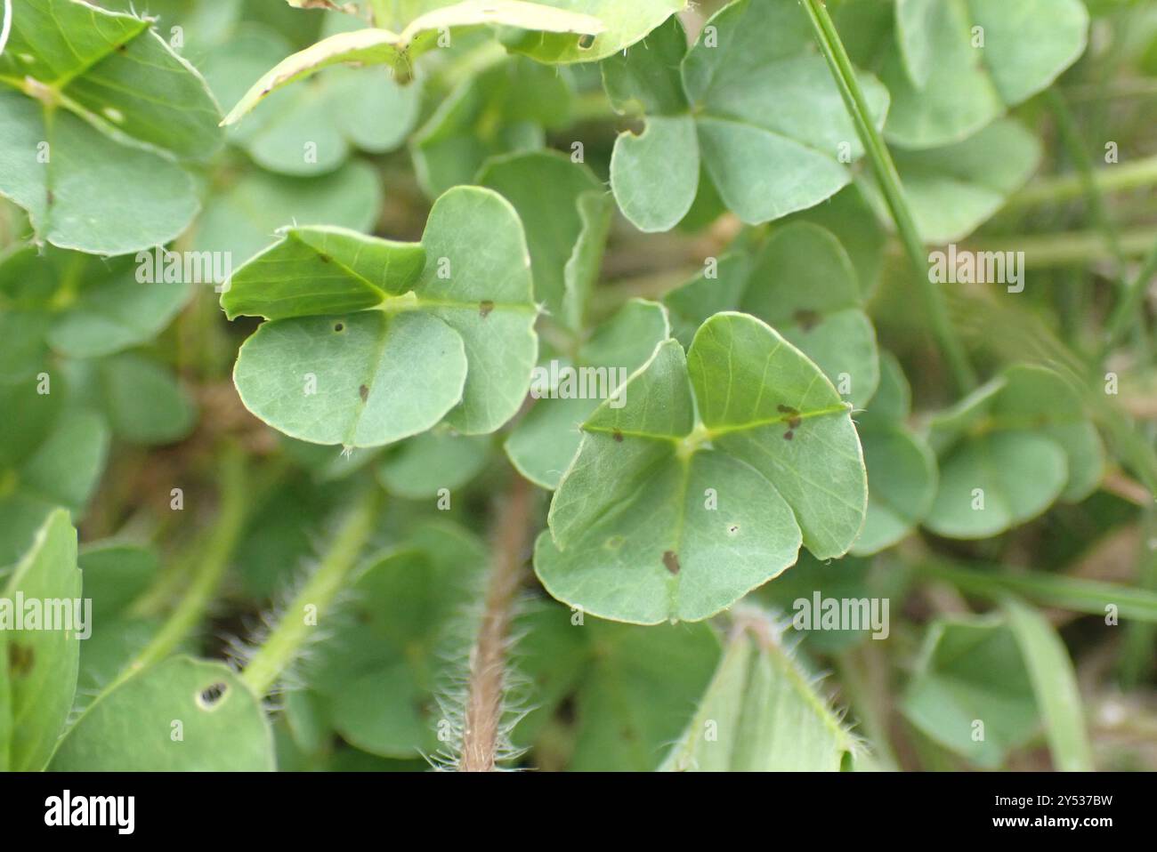 Spotted medick (Medicago arabica) Plantae Stock Photo - Alamy