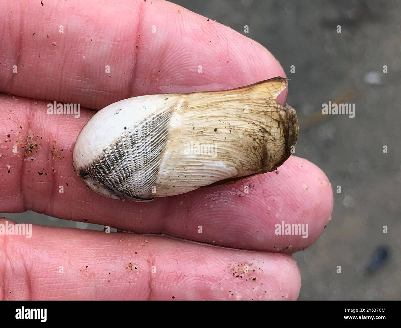 Scale-sided Piddock (Parapholas californica) Mollusca Stock Photo - Alamy