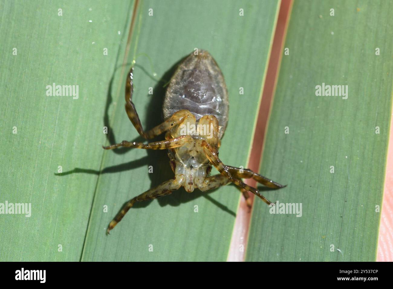 American Giant Water Bug (Lethocerus americanus) Insecta Stock Photo ...