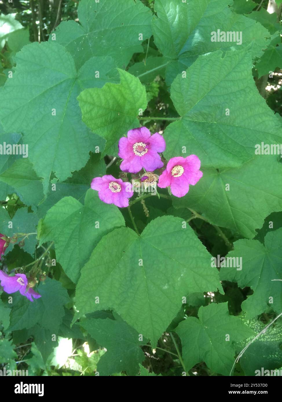 purple-flowered raspberry (Rubus odoratus) Plantae Stock Photo - Alamy
