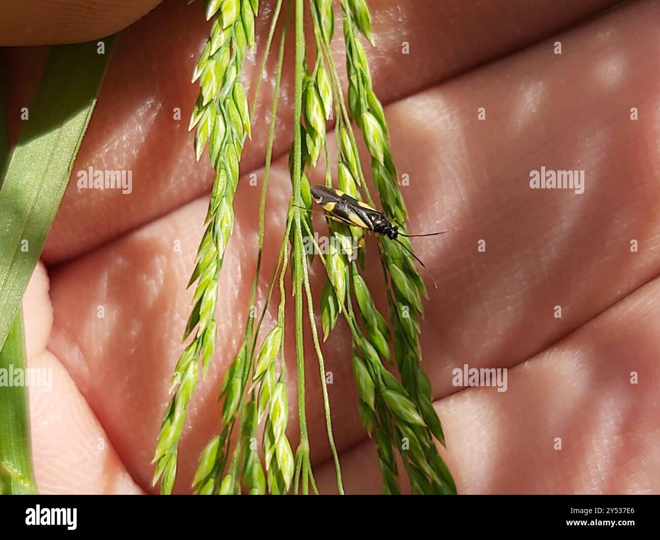 four-spotted plant bug (Dryophilocoris flavoquadrimaculatus) Insecta ...