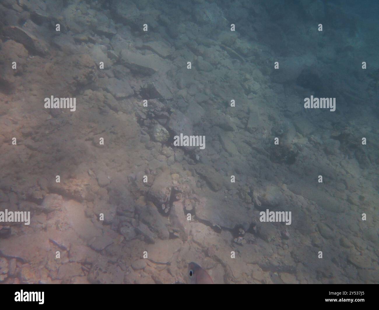 Seabreams and Porgies (Sparidae) Actinopterygii Stock Photo - Alamy