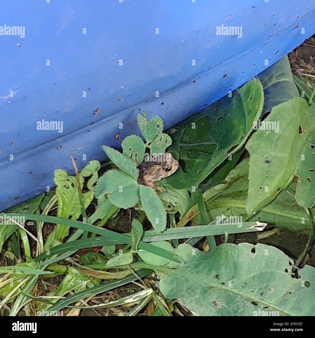 American Toad (Anaxyrus americanus) Amphibia Stock Photo - Alamy