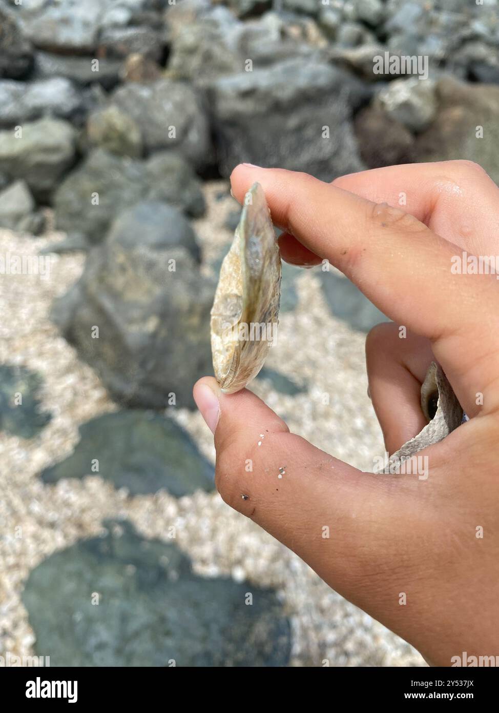 Bent-nosed Clam (Macoma nasuta) Mollusca Stock Photo - Alamy